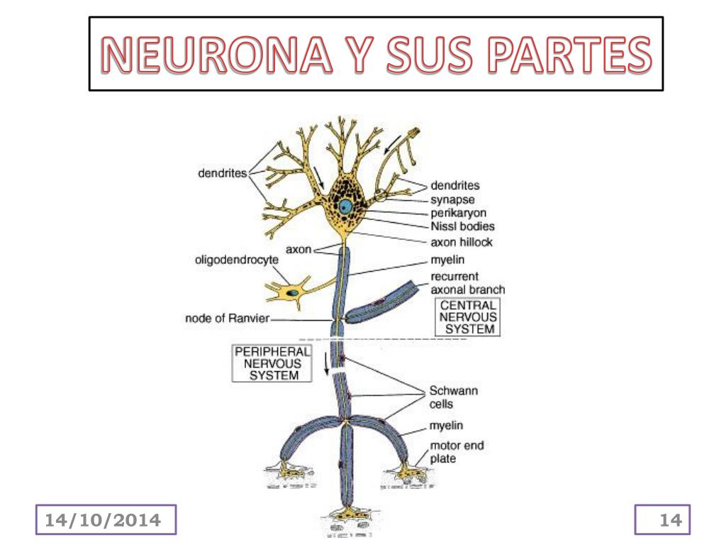PPT - 19. TEJIDO NERVIOSO. RECEPTORES PowerPoint Presentation, free ...