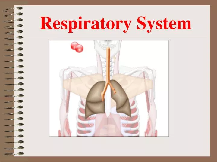 PPT - Respiratory System PowerPoint Presentation, free download - ID ...