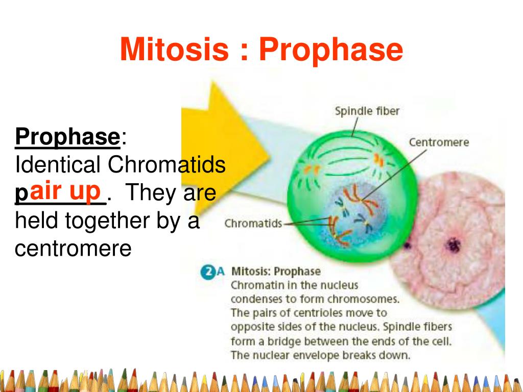 PPT - 11/7 & 11/8 - 7 th Grade Agenda PowerPoint Presentation, free ...