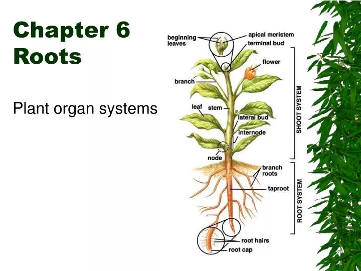 PPT - Chapter 6 Roots PowerPoint Presentation, free download - ID:5564945