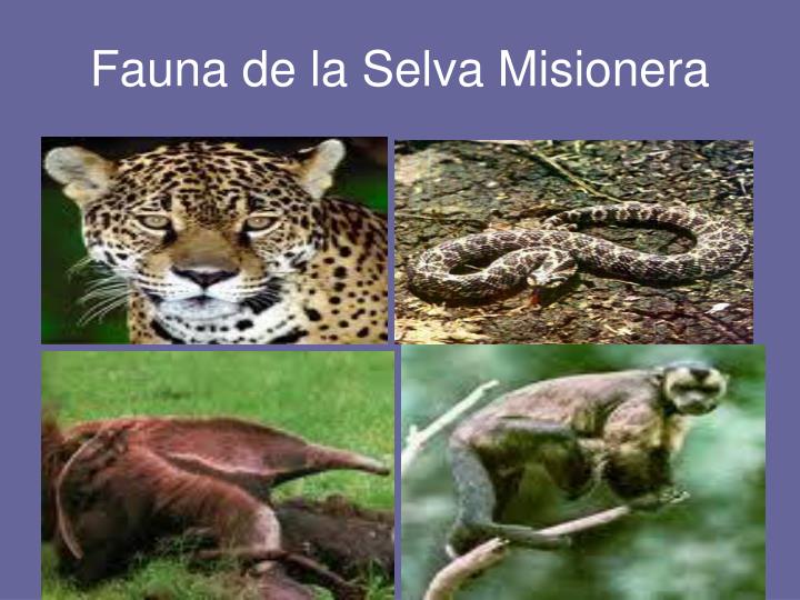 PPT - PRÁCTICO N° 8: Selvas de la Argentina – Selva Misionera – Selva ...