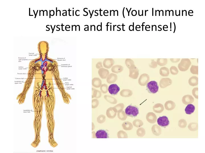 Ppt Lymphatic System Your Immune System And First Defense