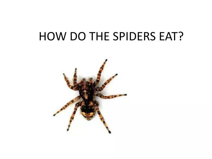 PPT - HOW DO THE SPIDERS EAT? PowerPoint Presentation, free download ...