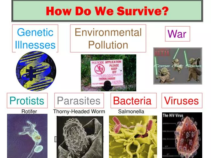 PPT - How Do We Survive? PowerPoint Presentation, free download - ID ...