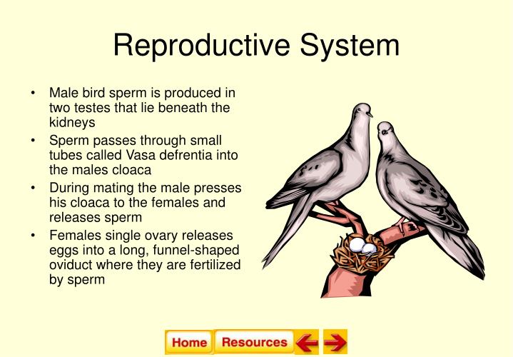 Ppt Birds Powerpoint Presentation Id5568050