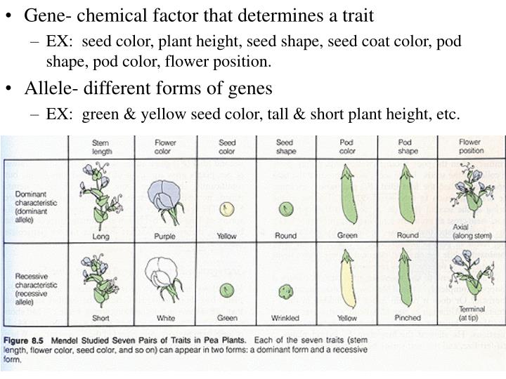 PPT - ORIGIN OF GENETICS PowerPoint Presentation - ID:5568526