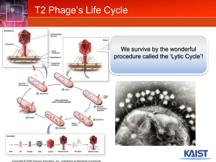 PPT - The Life Cycle of Bacteriophage T2 PowerPoint Presentation - ID ...