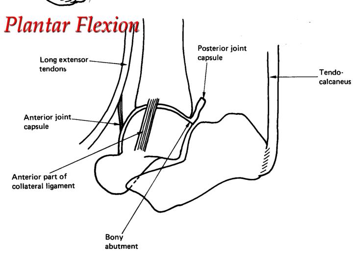 Flexion Plantar