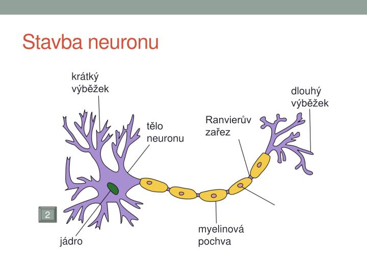 PPT - Nervová soustava člověka PowerPoint Presentation - ID:5571690
