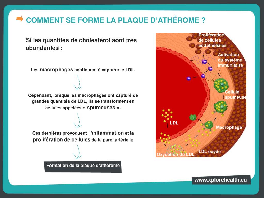 PPT - Génie génétique À la recherche d’une cible pour le traitement de ...