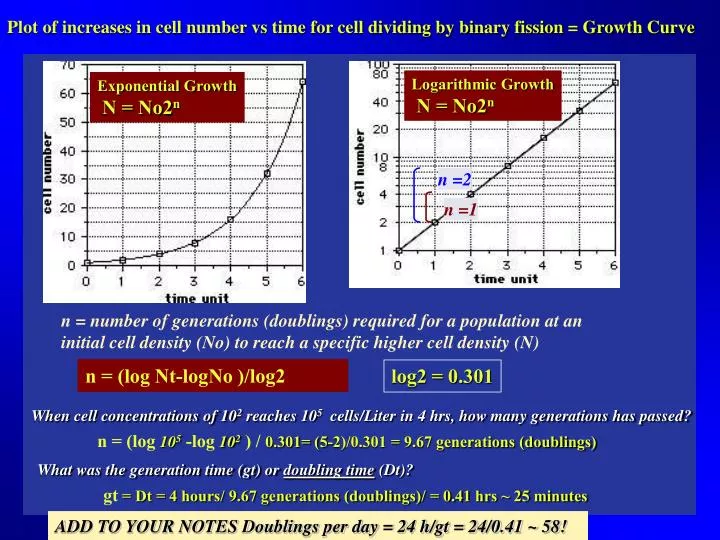 PPT - Plot of increases in cell number vs time for cell dividing by ...