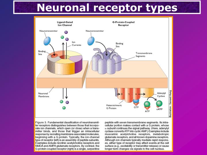 PPT - Special features of nerves: PowerPoint Presentation - ID:5572373