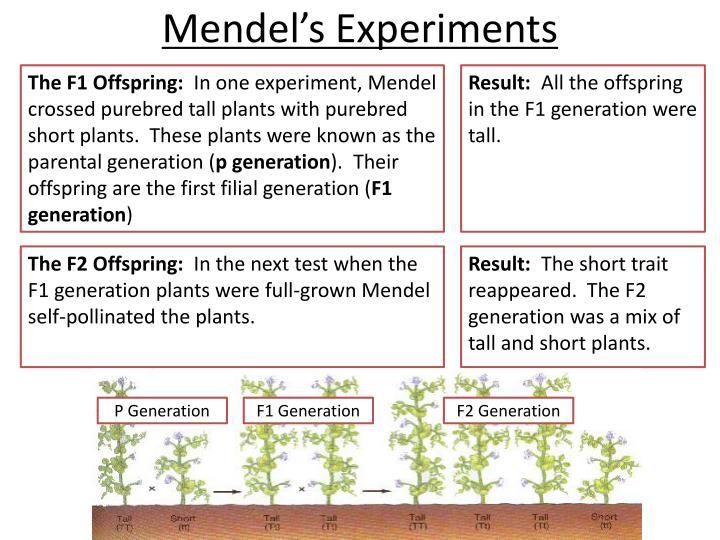PPT - Ch. 4-1 Mendel’s Work Key Concepts: What were the results of ... PPT - Ch. 4-1 Mendel’s Work Key Concepts: What were the results of ...