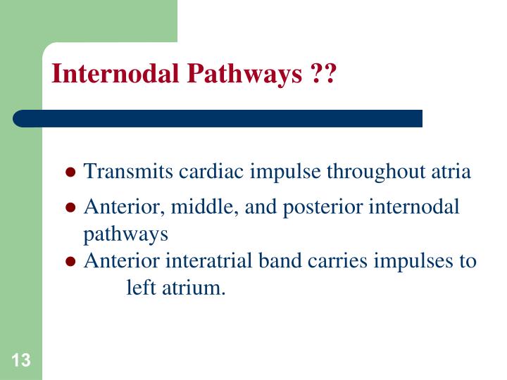 PPT - Conduction System of the Heart 4 PowerPoint Presentation - ID:5573116