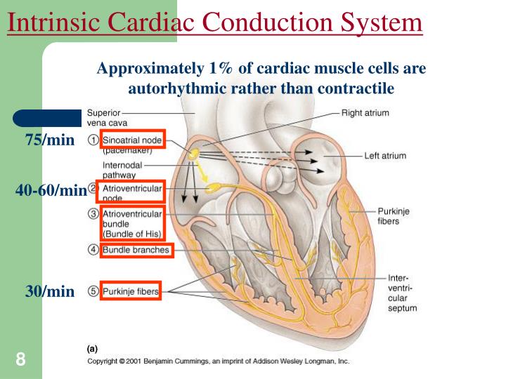 Ppt Conduction System Of The Heart 4 Powerpoint Presentation Id 5573116