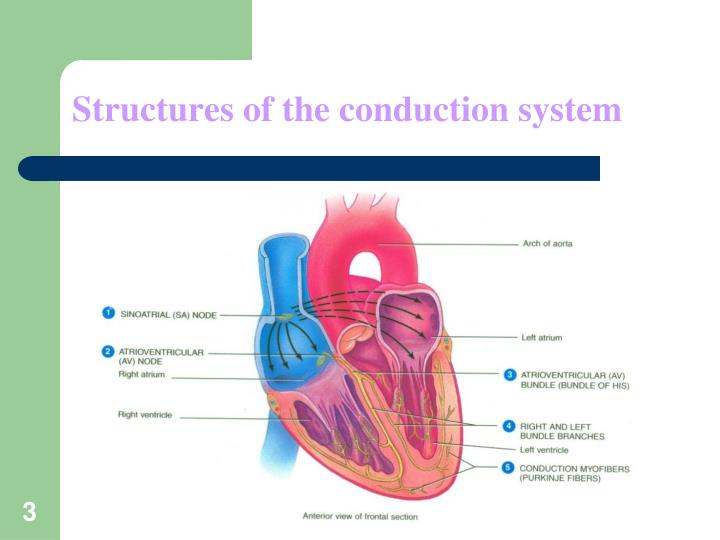 PPT - Conduction System of the Heart 4 PowerPoint Presentation - ID:5573116