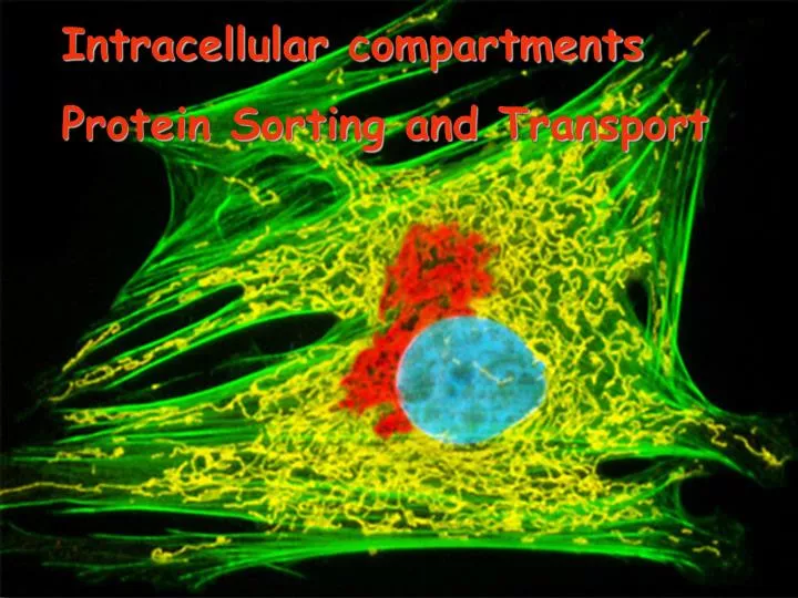 PPT - Intracellular compartments Protein Sorting and Transport ...