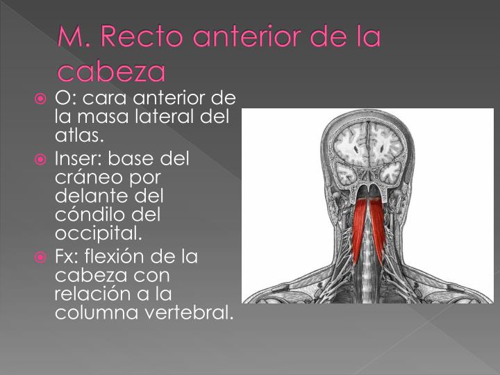 PPT - Triángulos del Cuello PowerPoint Presentation - ID:5574169