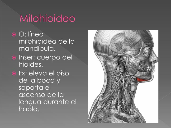 PPT - Triángulos del Cuello PowerPoint Presentation - ID:5574169