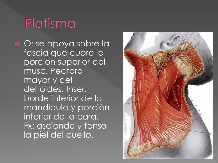 PPT - Triángulos del Cuello PowerPoint Presentation - ID:5574169
