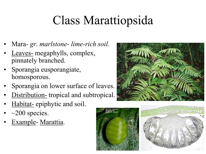 PPT - Seedless Vascular Plants Chapter 17 PowerPoint Presentation - ID ...
