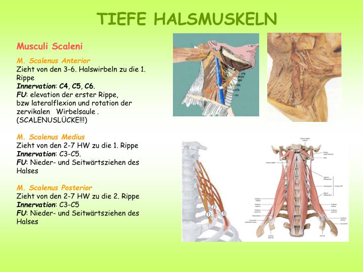 PPT - HALSMUSKELN, HALSFASZIEN, HALSDREIECKEN PowerPoint Presentation ...