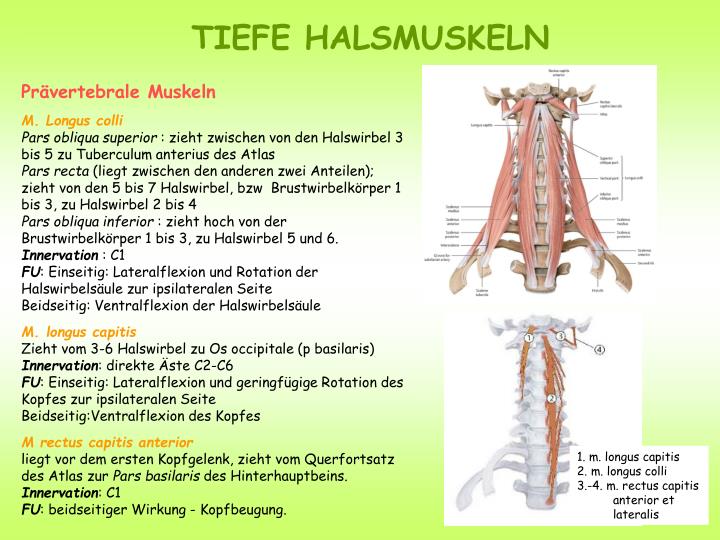 PPT - HALSMUSKELN, HALSFASZIEN, HALSDREIECKEN PowerPoint Presentation ...