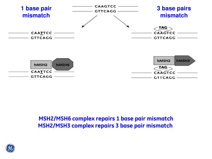 PPT - Mismatch Repair Deficiency Testing PowerPoint Presentation - ID ...