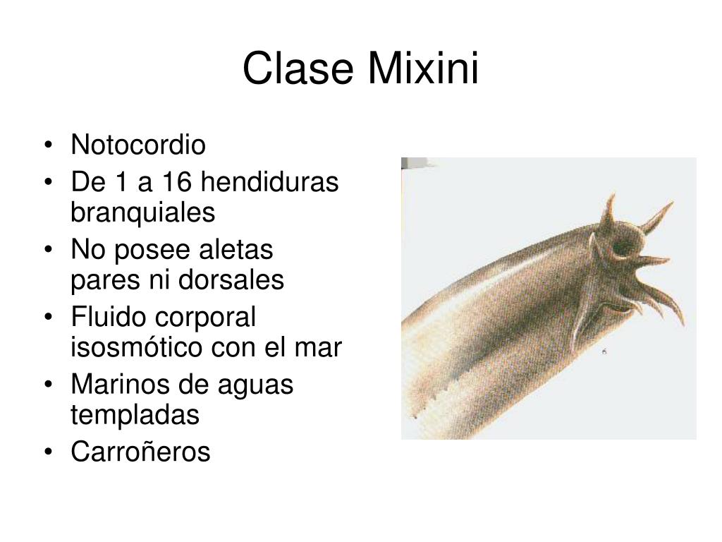PPT - Cephalaspidomorphi, Myxini, Chondrichthyes y Osteichthyes ...