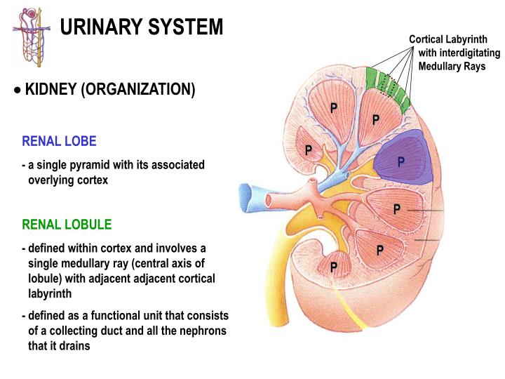 PPT - URINARY SYSTEM: II PowerPoint Presentation - ID:5574875