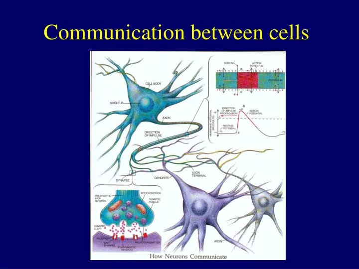 PPT - Communication between cells PowerPoint Presentation, free ...