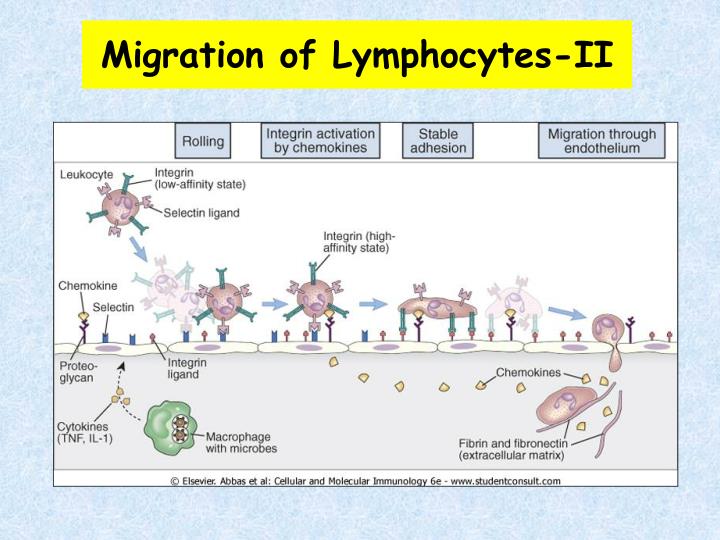 PPT - Cells, Tissues, & Organs of The Immune System PowerPoint ...