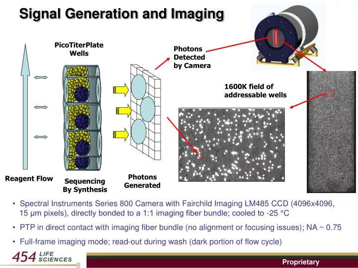 PPT - Signal Generation and Imaging PowerPoint Presentation, free ...