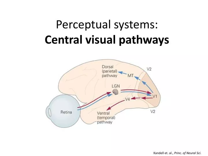 PPT - Perceptual systems: Central visual pathways PowerPoint ... PPT - Perceptual systems: Central visual pathways PowerPoint ...