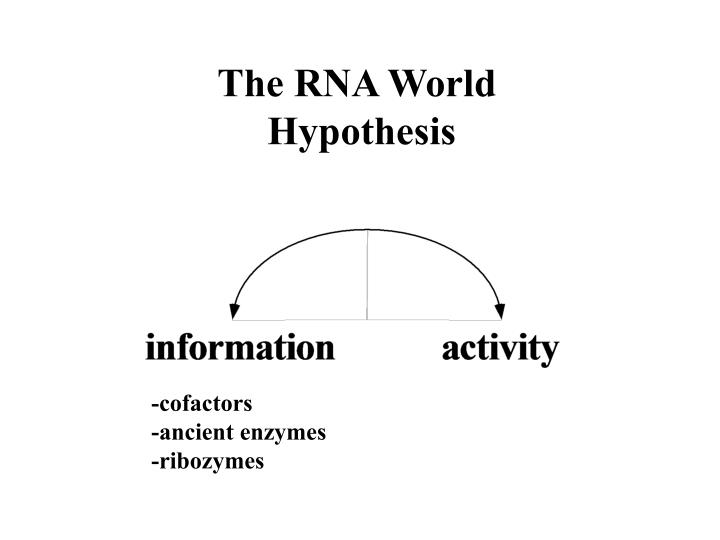 PPT - The RNA World Hypothesis PowerPoint Presentation - ID:5576310