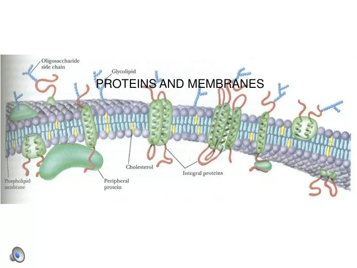 PPT - PROTEINS AND MEMBRANES PowerPoint Presentation, free download ...