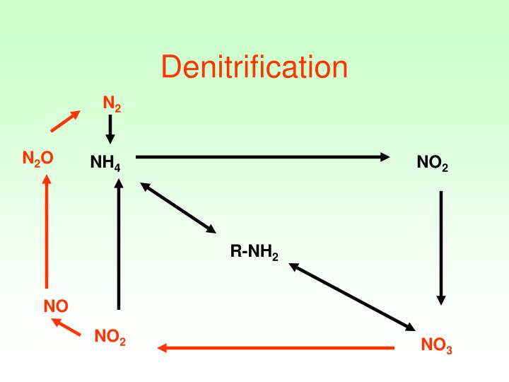 PPT - Nitrogen Cycle PowerPoint Presentation - ID:5576516