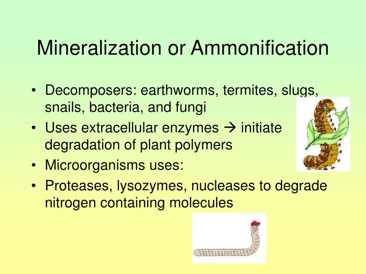 PPT - Nitrogen Cycle PowerPoint Presentation - ID:5576516