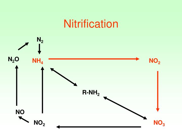 PPT - Nitrogen Cycle PowerPoint Presentation - ID:5576516