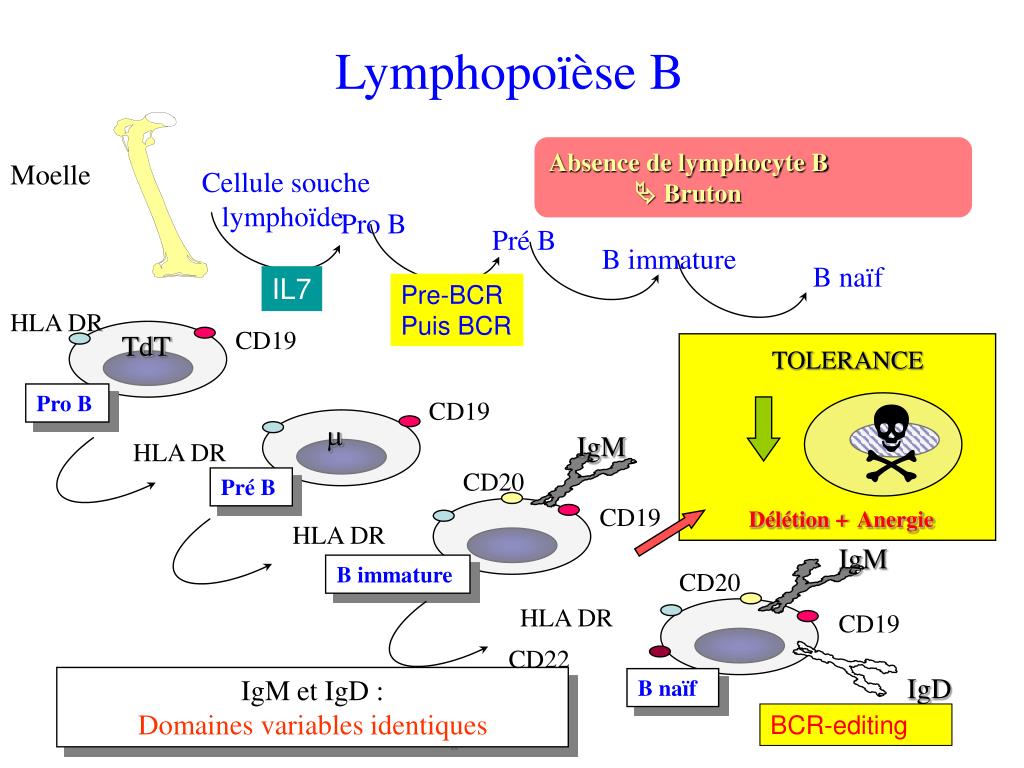 PPT - IMMUNORECEPTEURS ORIGINE DIFFERENCIATION REPERTOIRE DES ...