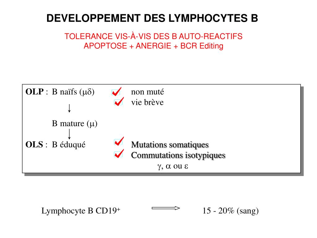 PPT - IMMUNORECEPTEURS ORIGINE DIFFERENCIATION REPERTOIRE DES ...
