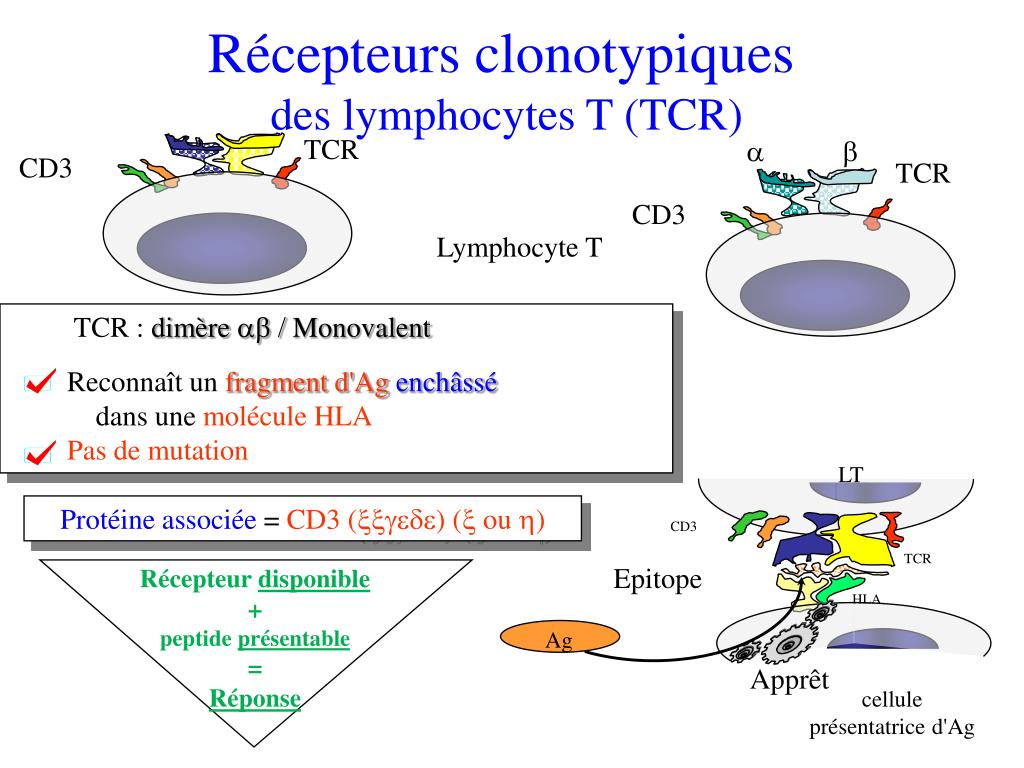 PPT - IMMUNORECEPTEURS ORIGINE DIFFERENCIATION REPERTOIRE DES ...