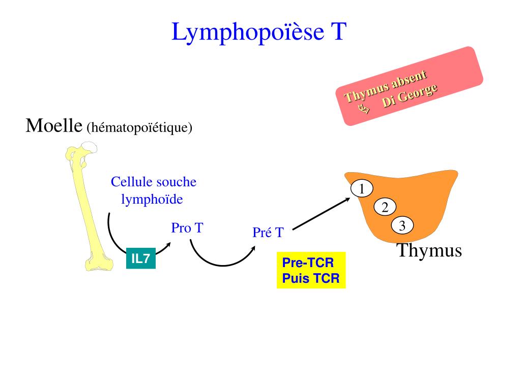PPT - IMMUNORECEPTEURS ORIGINE DIFFERENCIATION REPERTOIRE DES ...