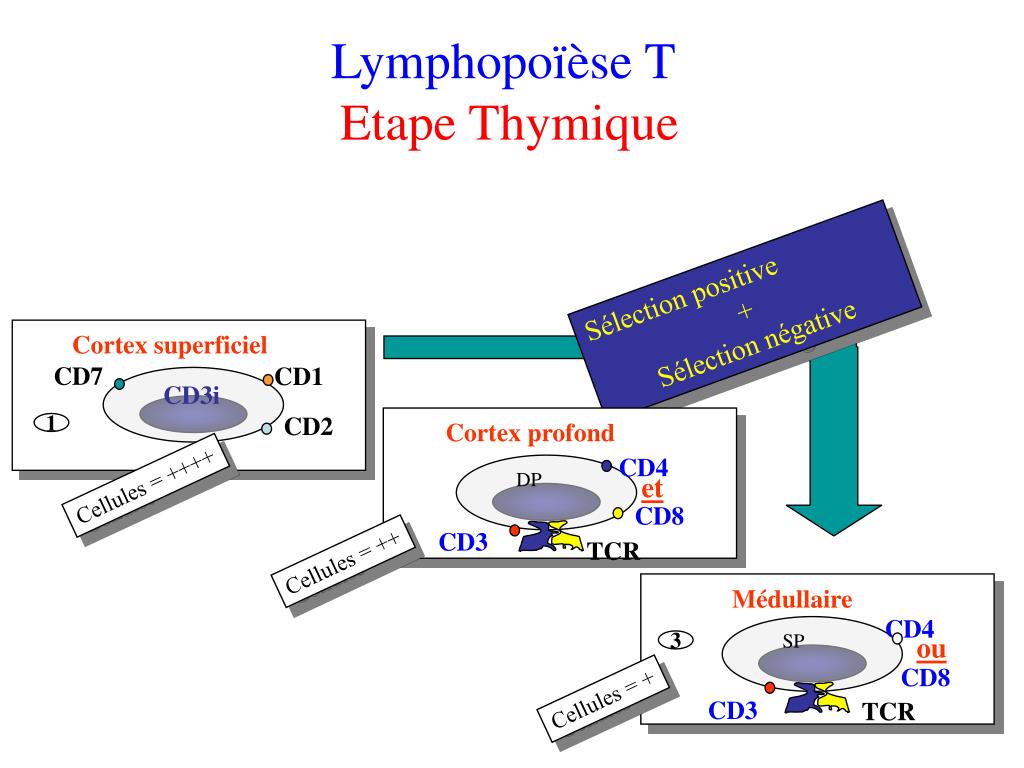 PPT - IMMUNORECEPTEURS ORIGINE DIFFERENCIATION REPERTOIRE DES ...
