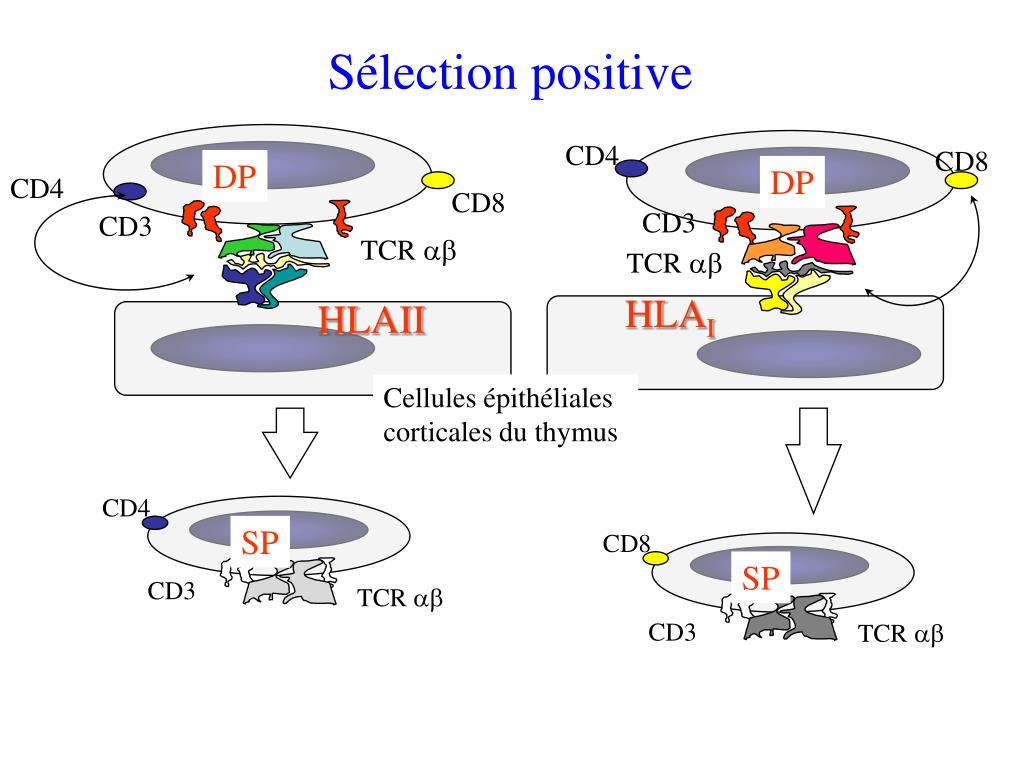 PPT - IMMUNORECEPTEURS ORIGINE DIFFERENCIATION REPERTOIRE DES ...