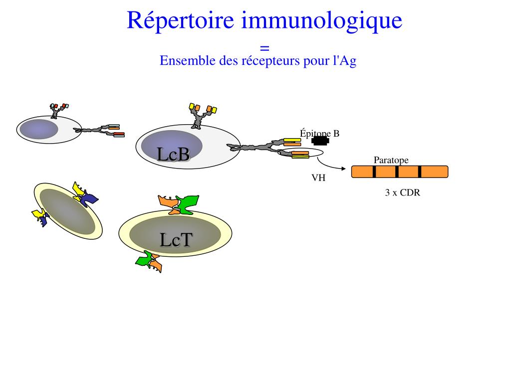 PPT - IMMUNORECEPTEURS ORIGINE DIFFERENCIATION REPERTOIRE DES ...