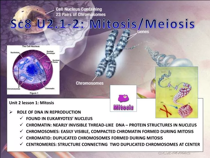 PPT - Unit 2 lesson 1: Mitosis ROLE OF DNA IN REPRODUCTION FOUND IN ...