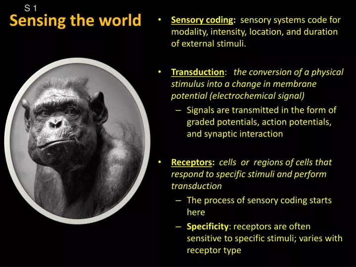 PPT - Sensing the world PowerPoint Presentation, free download - ID:5579276