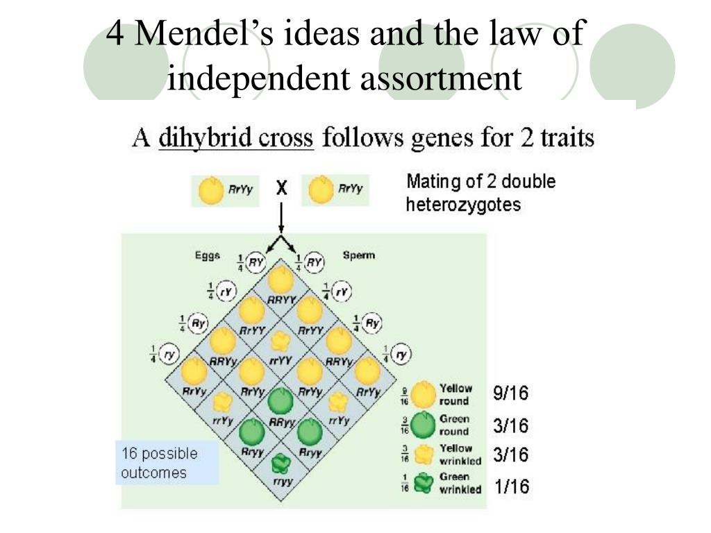 Ppt Lesson Four Powerpoint Presentation Free Download Id 5579356