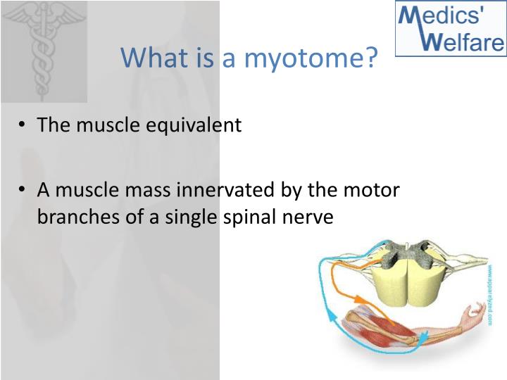 PPT - SESSION 5 Dermatomes & myotomes Forearm & hand PowerPoint ...